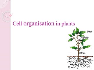 Cell organisation in plants | PPTX
