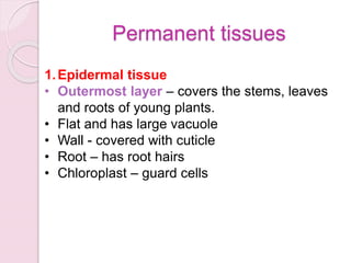 Cell organisation in plants | PPTX