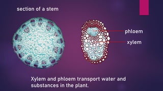cell organisation PPT cells tissue organ | PDF