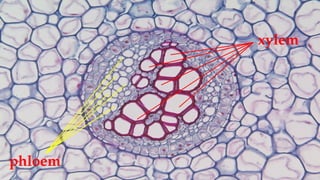 cell organisation PPT cells tissue organ | PDF
