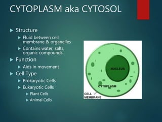 Cell Organnels.ppt