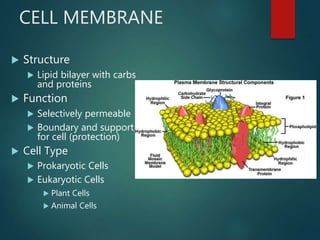 Cell Organnels.ppt
