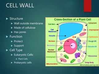 Cell Organnels.ppt