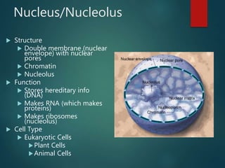 Cell Organnels.ppt