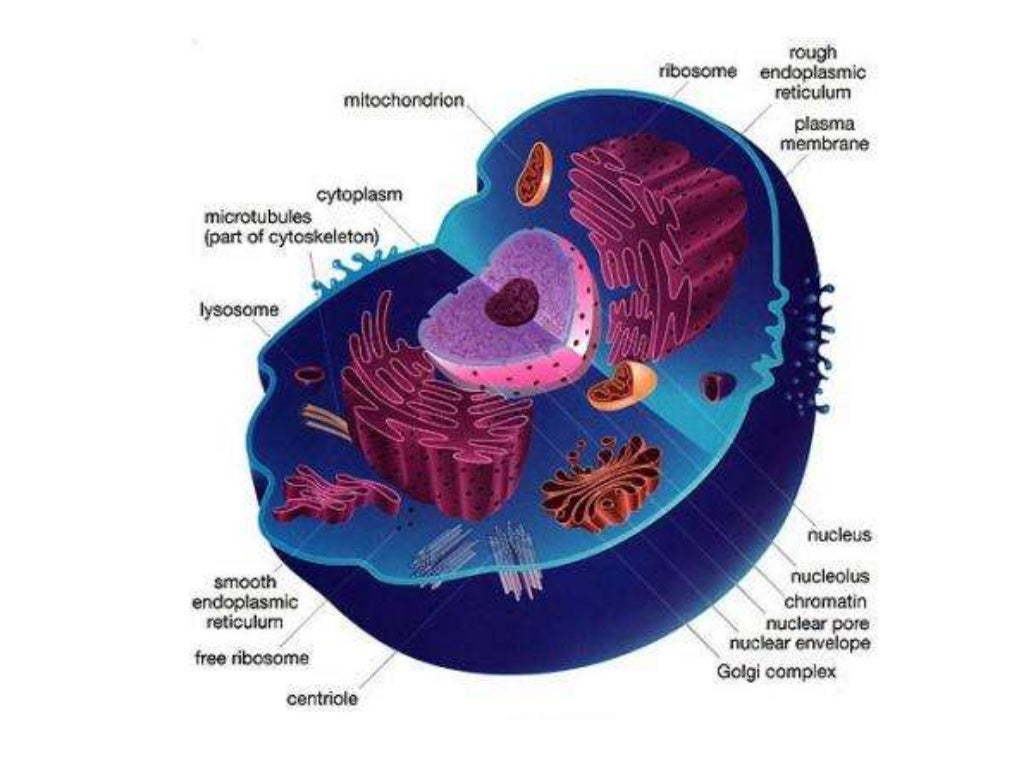 Cell orgenelles introduction