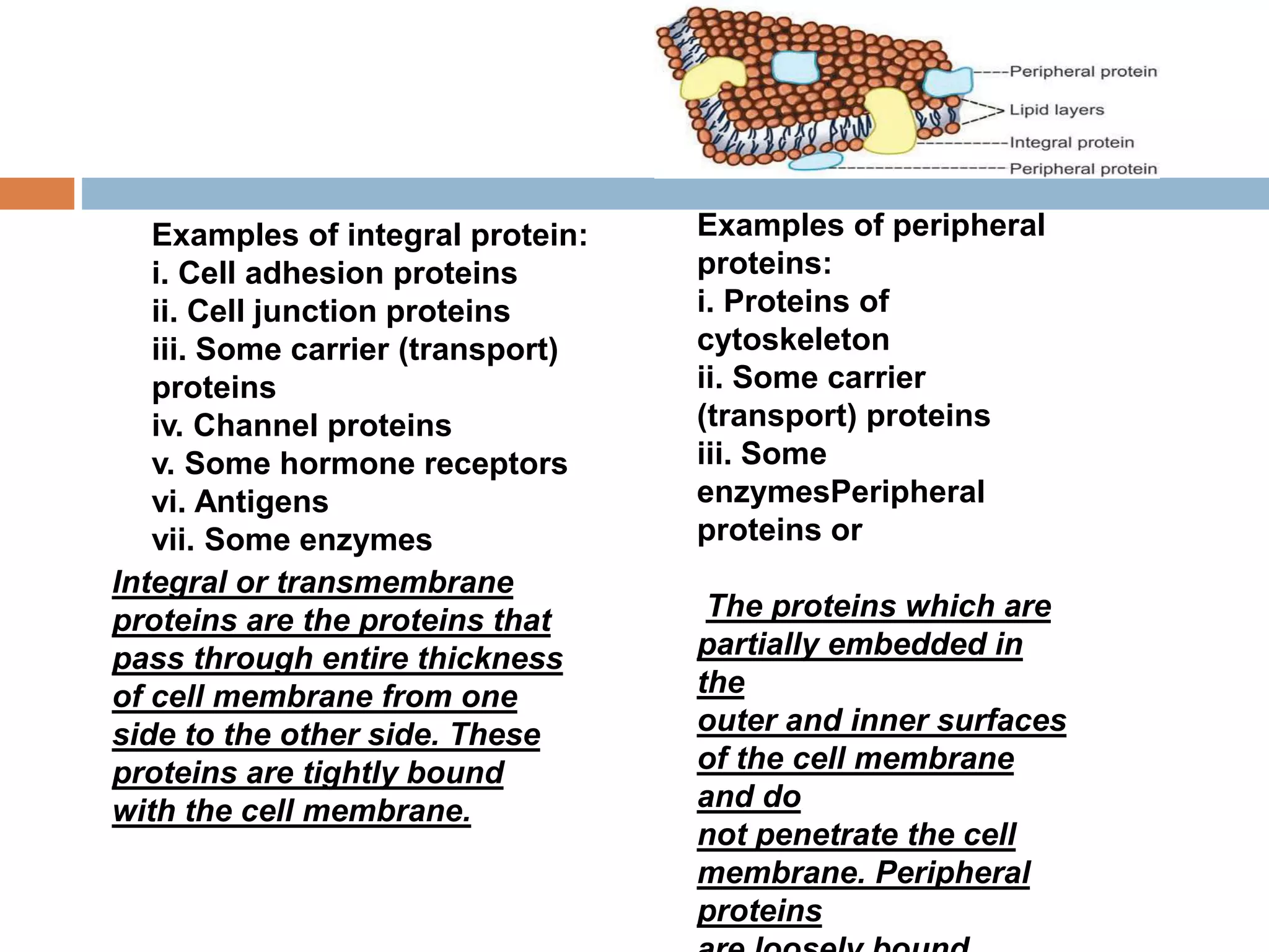 human cell anatomy and function | PPTX