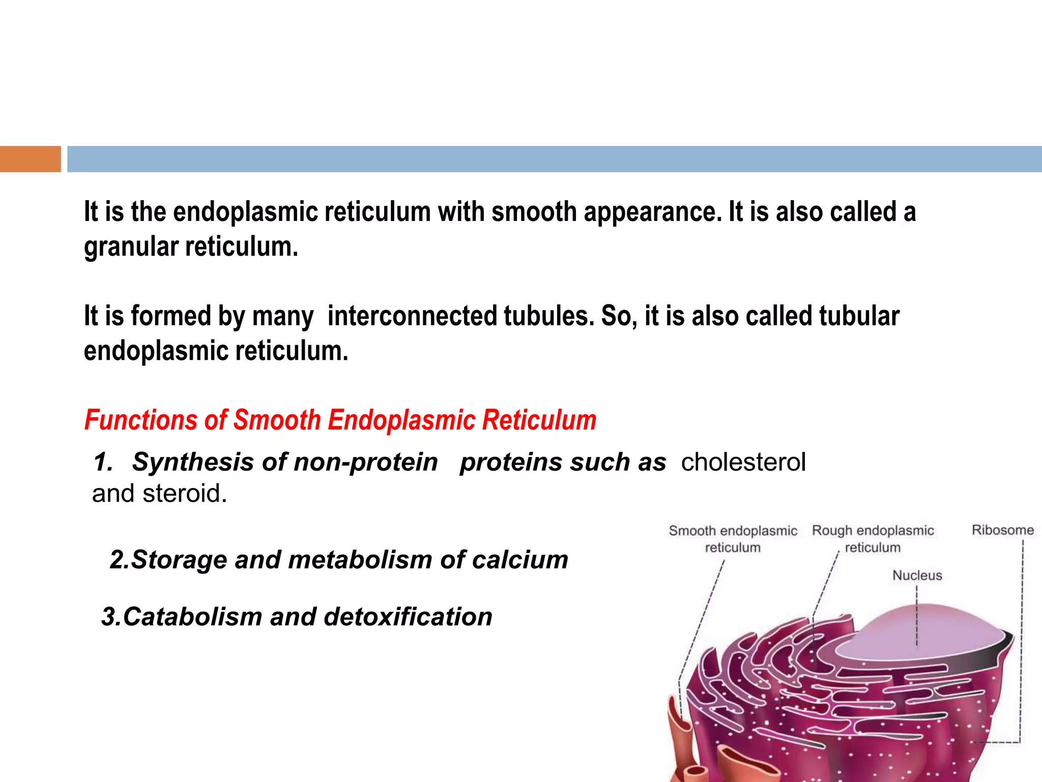 human cell anatomy and function | PPTX