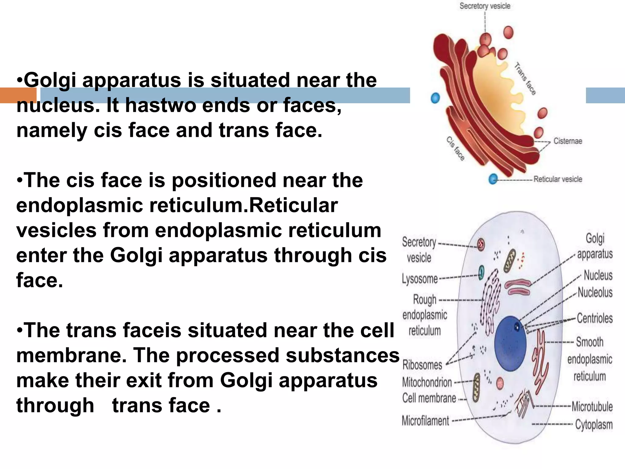 human cell anatomy and function | PPTX