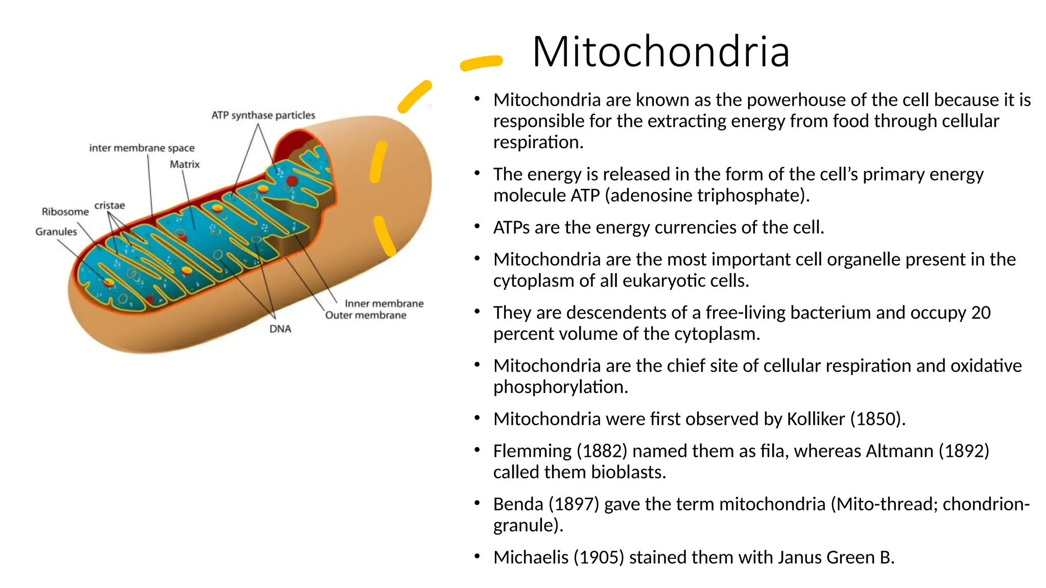 Cell Part 1_undergraduate cell biology.pptx