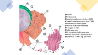 Cell Part 1_undergraduate cell biology.pptx