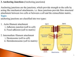 Cell Junctions & Transport Through Cell Membranes | PPTX