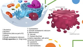 Cell Part 2_undergraduate cell biology.pptx