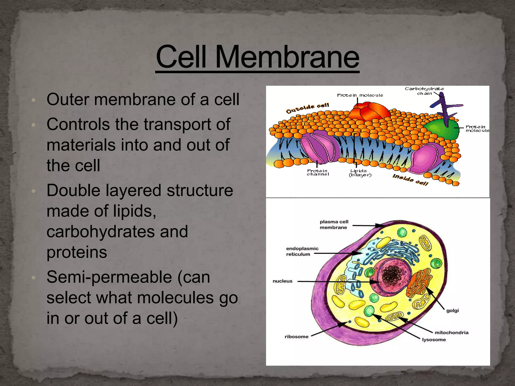 Cell part powerpoint | PPTX | Biological Sciences | Science