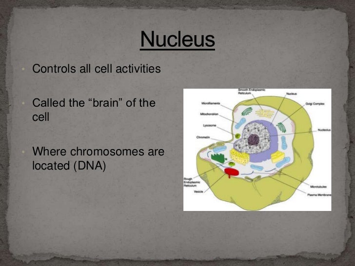 Cell part powerpoint
