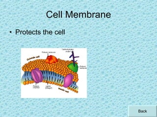 cell parts | PPT | Biological Sciences | Science