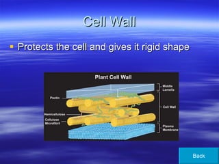 Cell Parts | PPT