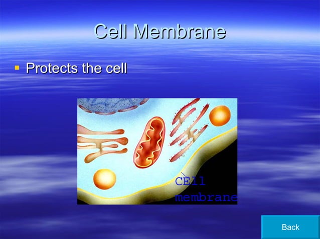 Cell Parts | PPT