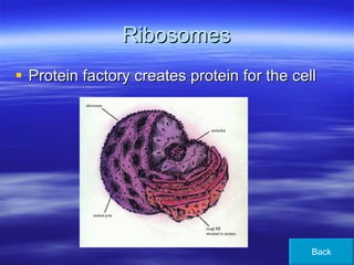 Cell Parts | PPT
