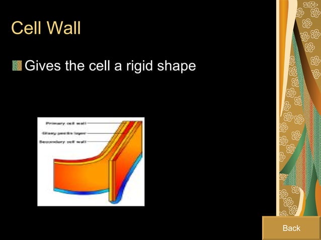 Cell Parts | PPT