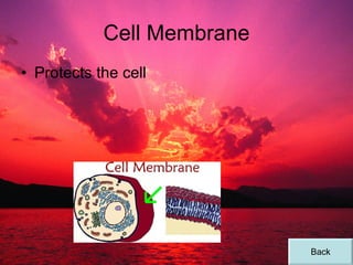 parts of cell | PPT