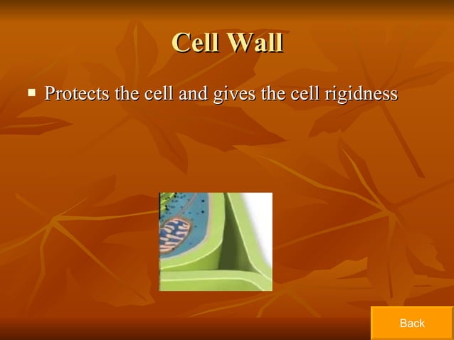 cell parts | PPT