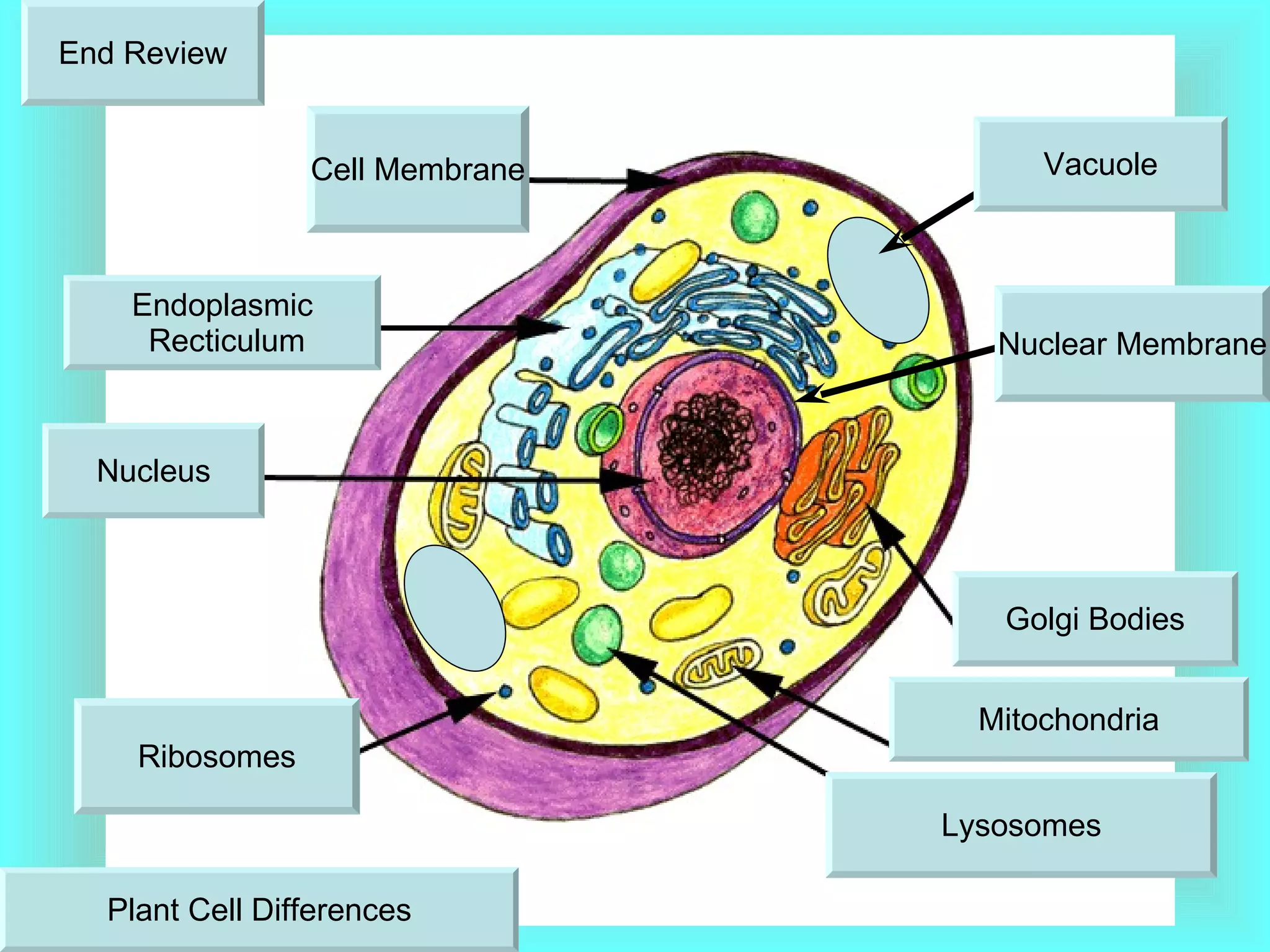 Cell Parts | PPT | Biological Sciences | Science