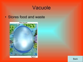 Cell Parts | PPT
