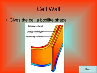 Cell Parts | PPT