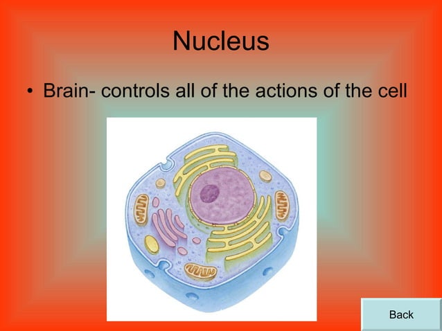 Cell Parts | PPT | Biological Sciences | Science