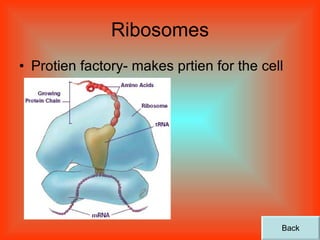 Cell Parts | PPT | Biological Sciences | Science