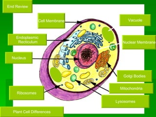 Cell parts by Austin M | PPT | Biological Sciences | Science