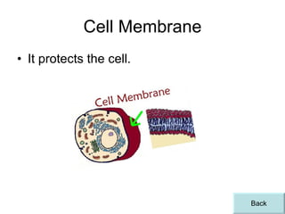 Cell | PPT | Free Download
