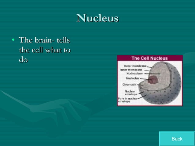 cell | PPT