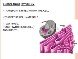 CellParts.ppt cytology lucture ( 1,2,3) biology | PPT