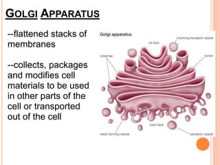 CellParts.ppt cytology lucture ( 1,2,3) biology | PPT