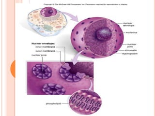 CellParts.ppt cytology lucture ( 1,2,3) biology | PPT