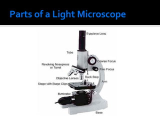 Using a microscope guide pdf light microscopes magnification | PDF