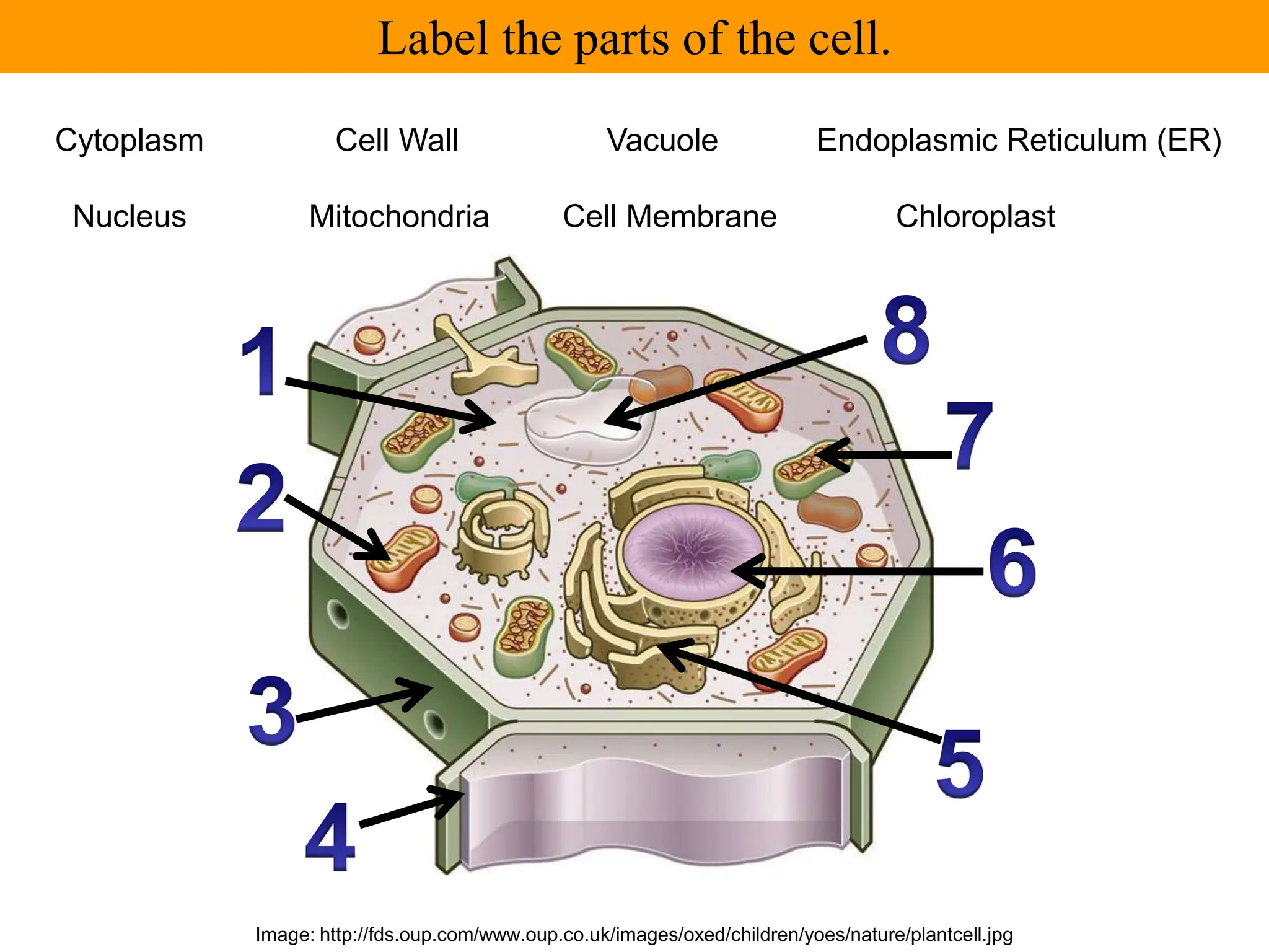Cell.Parts.Organelles.Challenge.Cell.Parts. | PPT