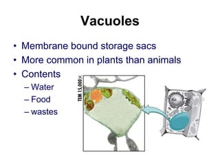 Cell parts and function.ppt