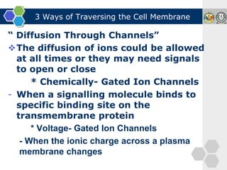 Cell parts and functions transport across membranes | PPT