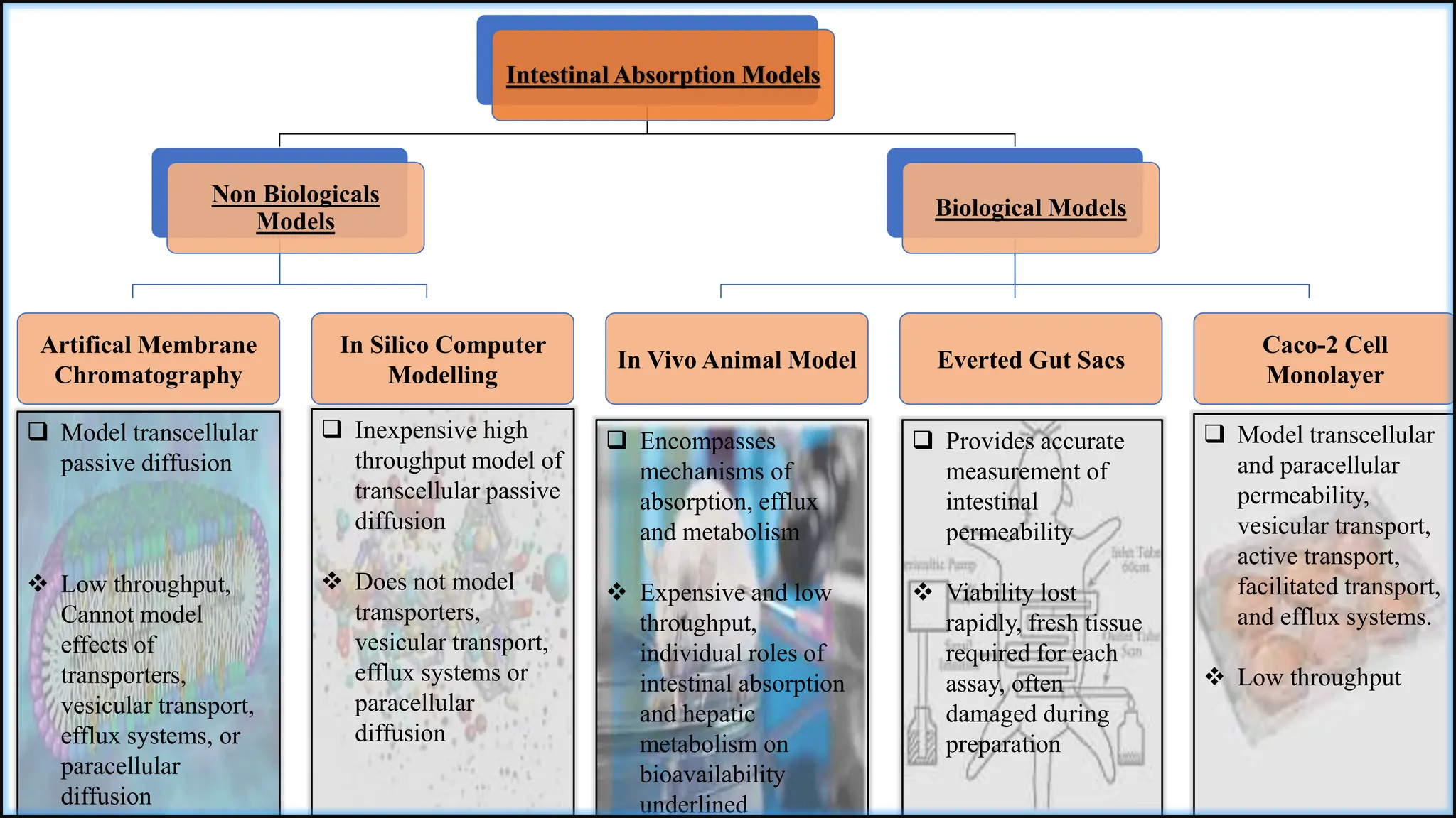 Cell Permeability Assays Caco 2 Cell Permeability Pampa Membrane Assays Pptx Digestive