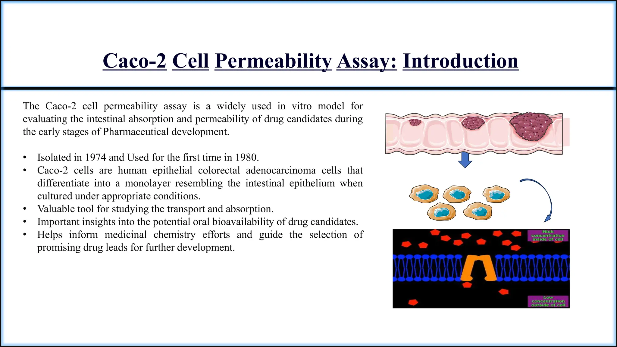 Cell Permeability Assays Caco 2 Cell Permeability Pampa Membrane Assays Pptx Digestive