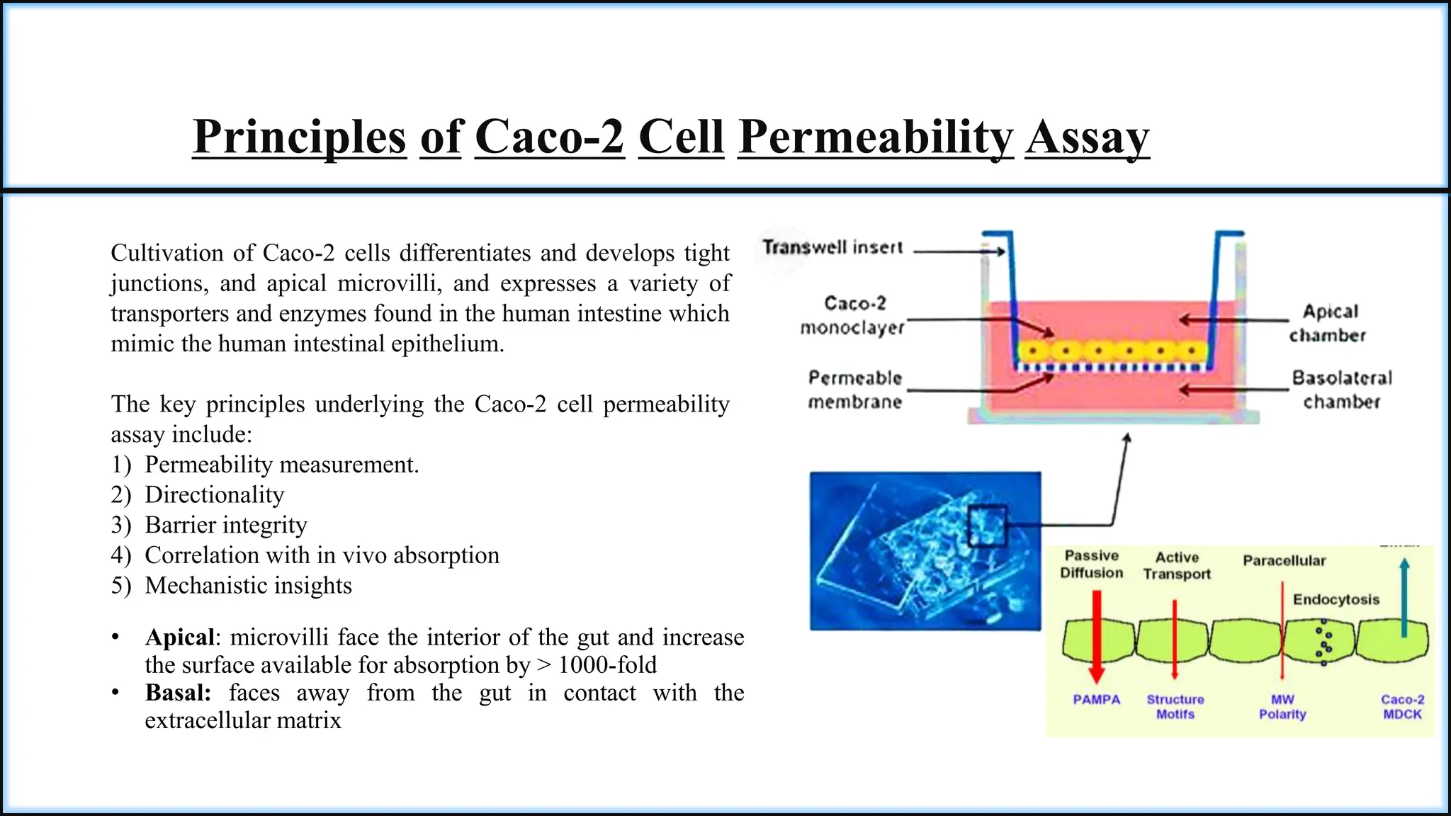 Cell permeability assays: caco-2 cell permeability, pampa membrane assays | PPTX | Digestive ...