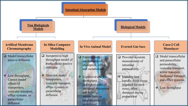 Cell permeability assays: caco-2 cell permeability, pampa membrane ...