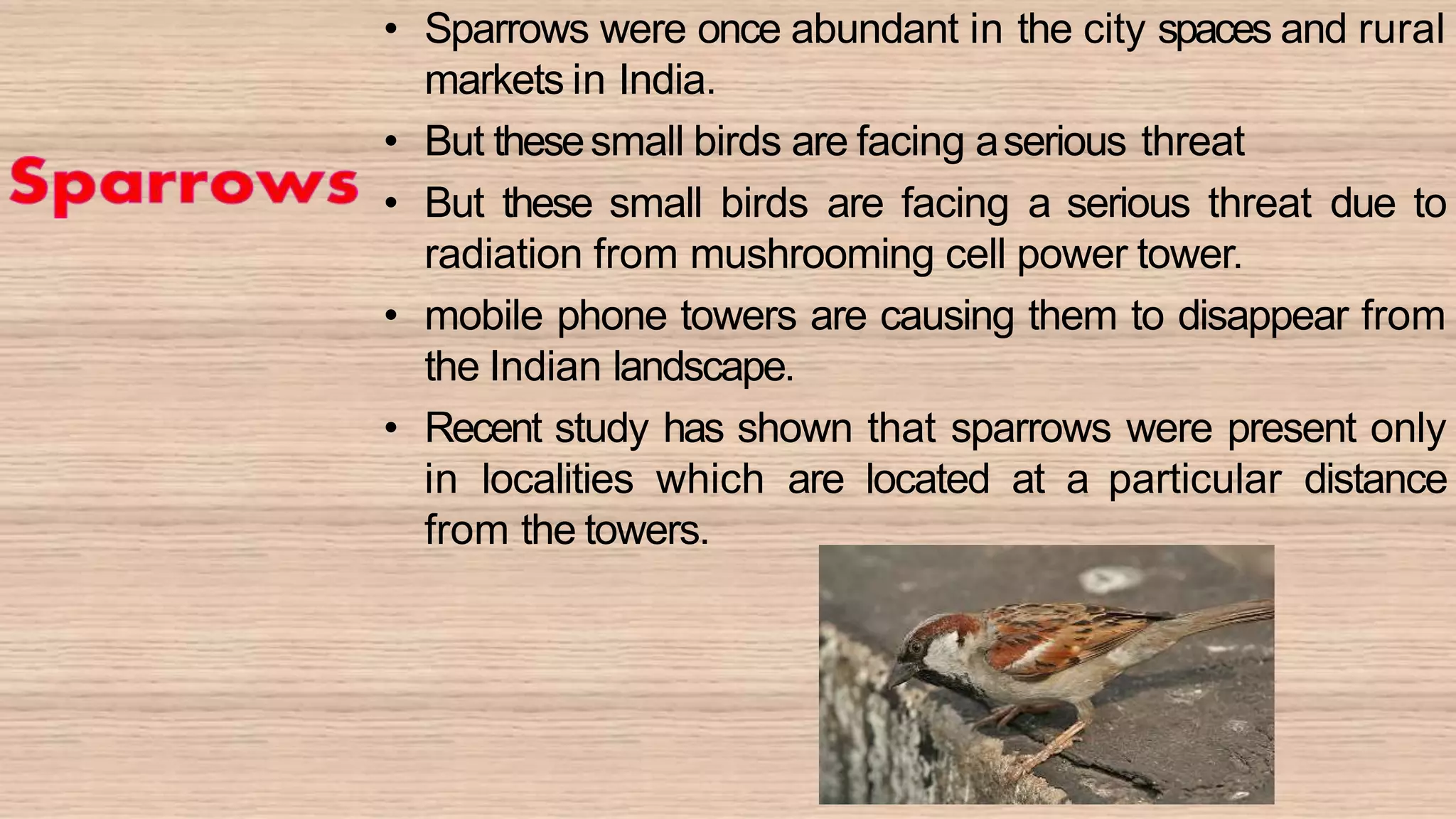 Cell Phone Radiation A Threat To Birds.pptx