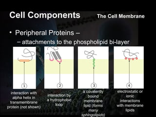 Cell Physiology-1 What is a Cell? A cell is the structural and ...