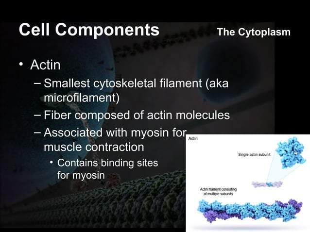 Cell Physiology-1 What is a Cell? A cell is the structural and ...