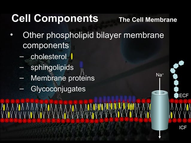 Cell Physiology-1 What is a Cell? A cell is the structural and ...
