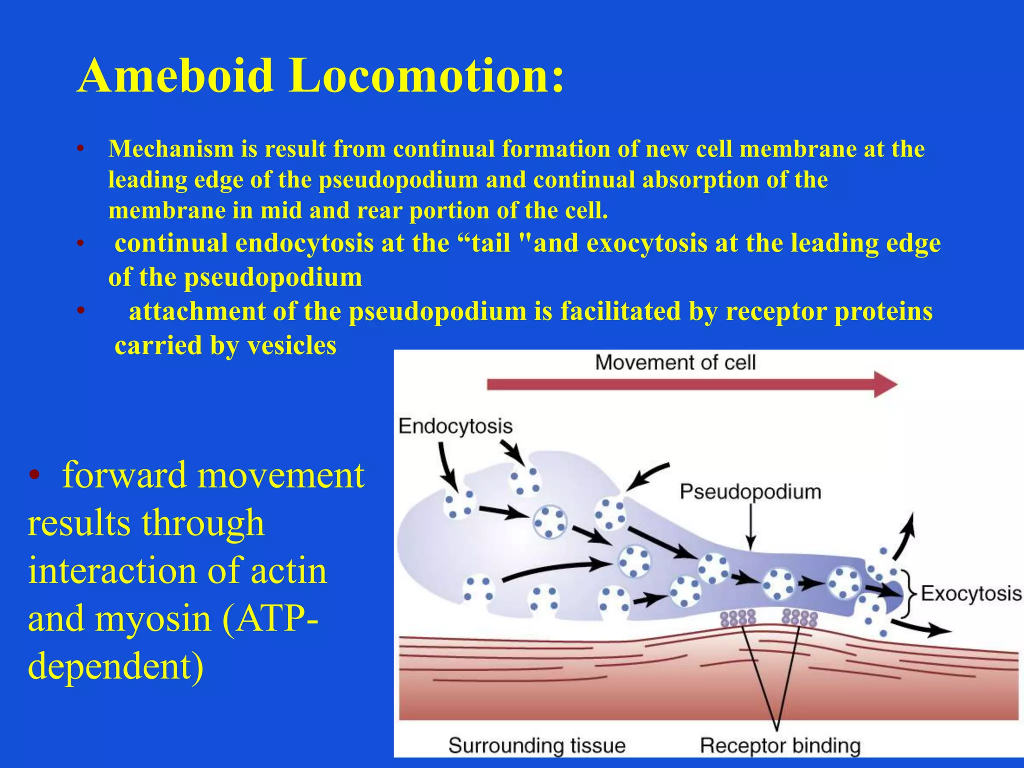Cell physiology | PPTX