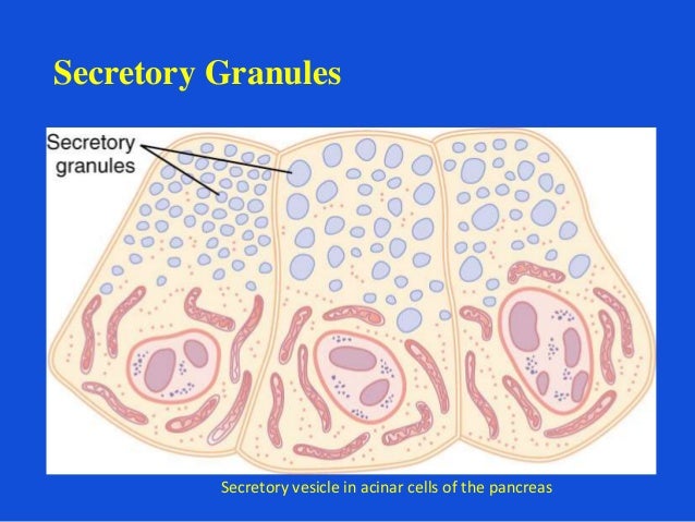 Cell physiology